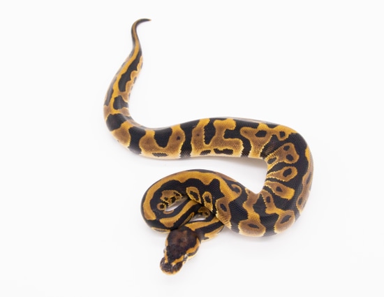 Leopard Redstripe Het Clown Ball Python by Bradford Cole