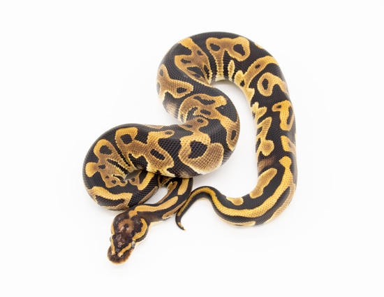 Leopard Redstripe Het Clown 50% VPI Axanthic Ball Python by Bradford Cole