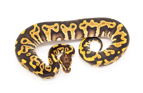 Fire Leopard Het Clown Ball Python by Bradford Cole