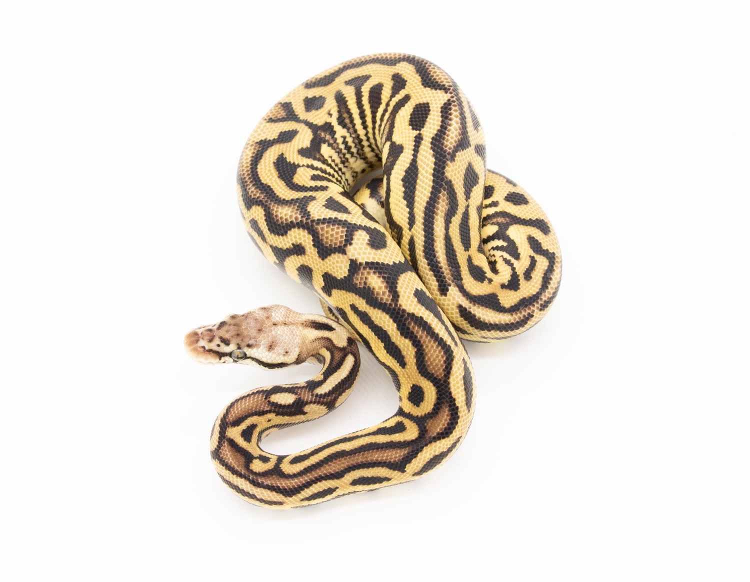 Leopard Pastel Red Stripe Het Clown Ball Python by Bradford Cole ...