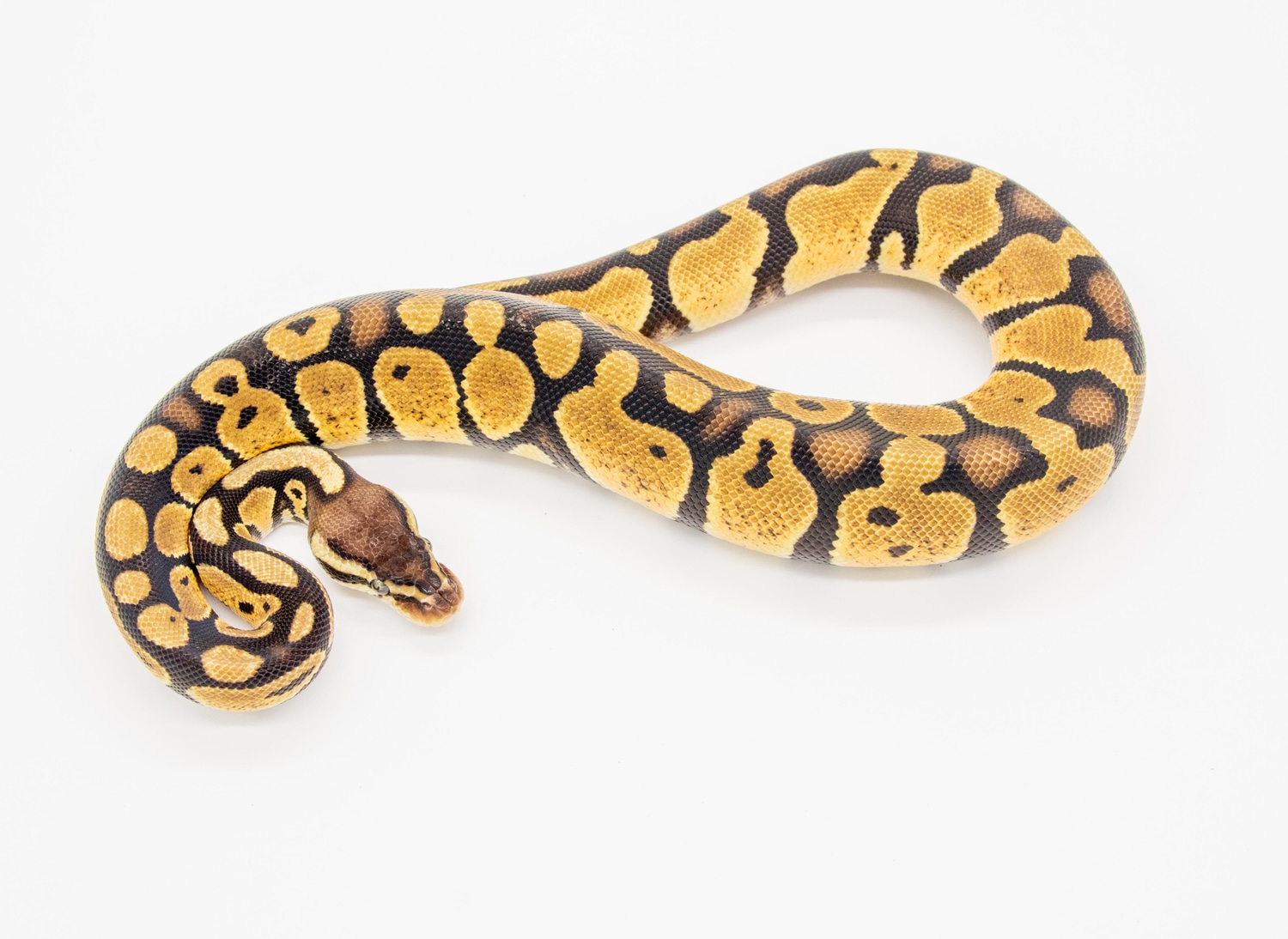 Pastel Het VPI Axanthic Het Desert Ghost 50% Genetic Stripe Ball Python ...