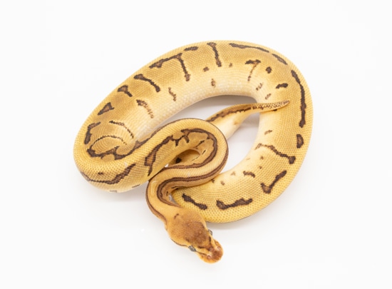 FIre Leopard Pinstripe Het Clown Ball Python by Bradford Cole