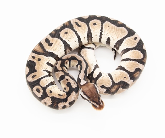 Pastel VPI Axanthic Het Desert Ghost 50% Genetic Stripe Ball Python by ...