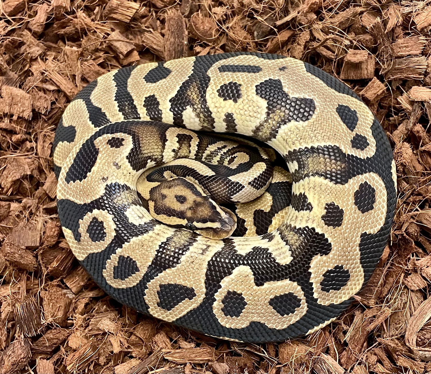 Leopard Fire Het Clown Ball Python by Bradford Cole - MorphMarket