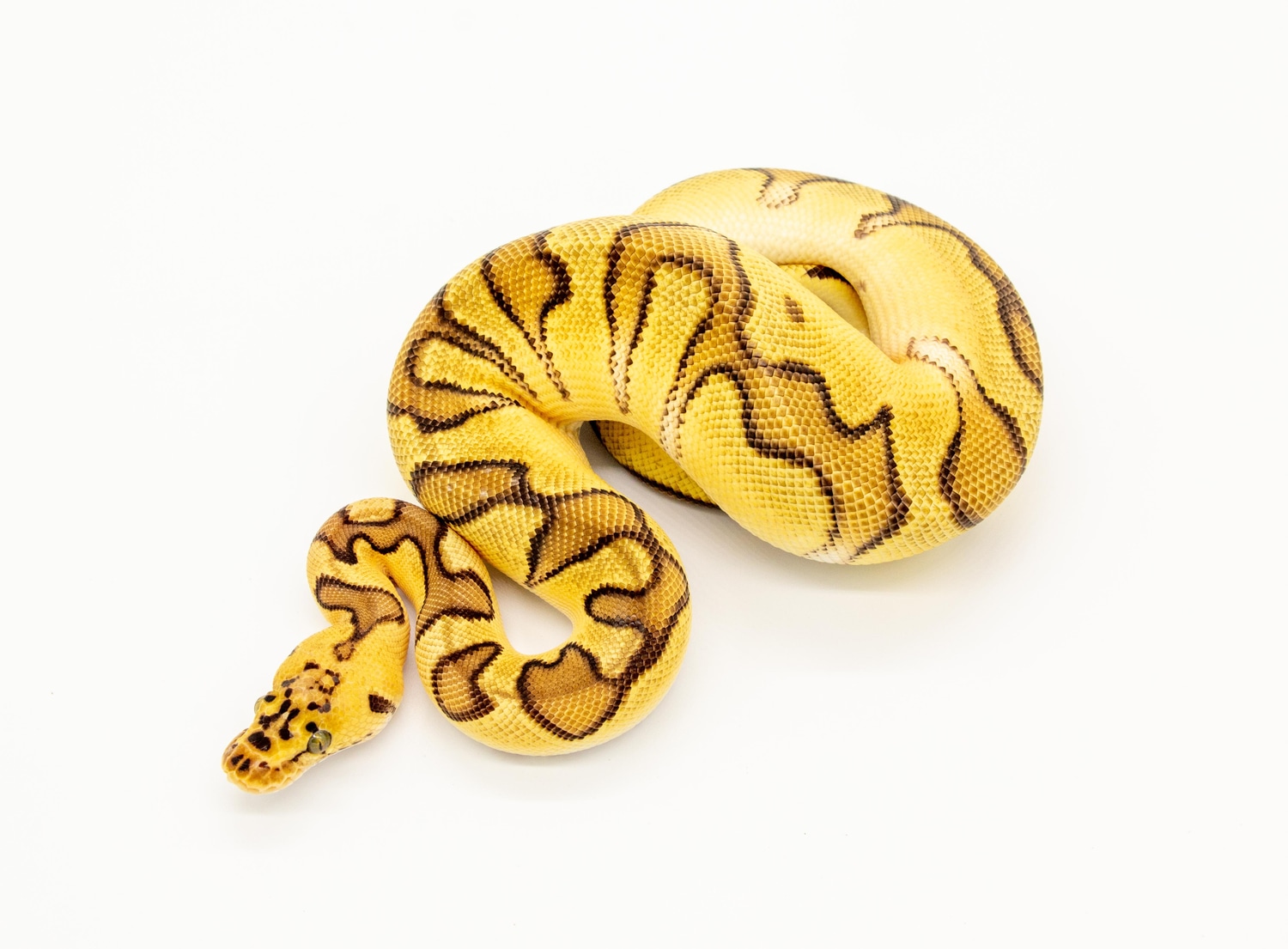 Pastel Mahogany Enchi Clown Ball Python by Bradford Cole - MorphMarket