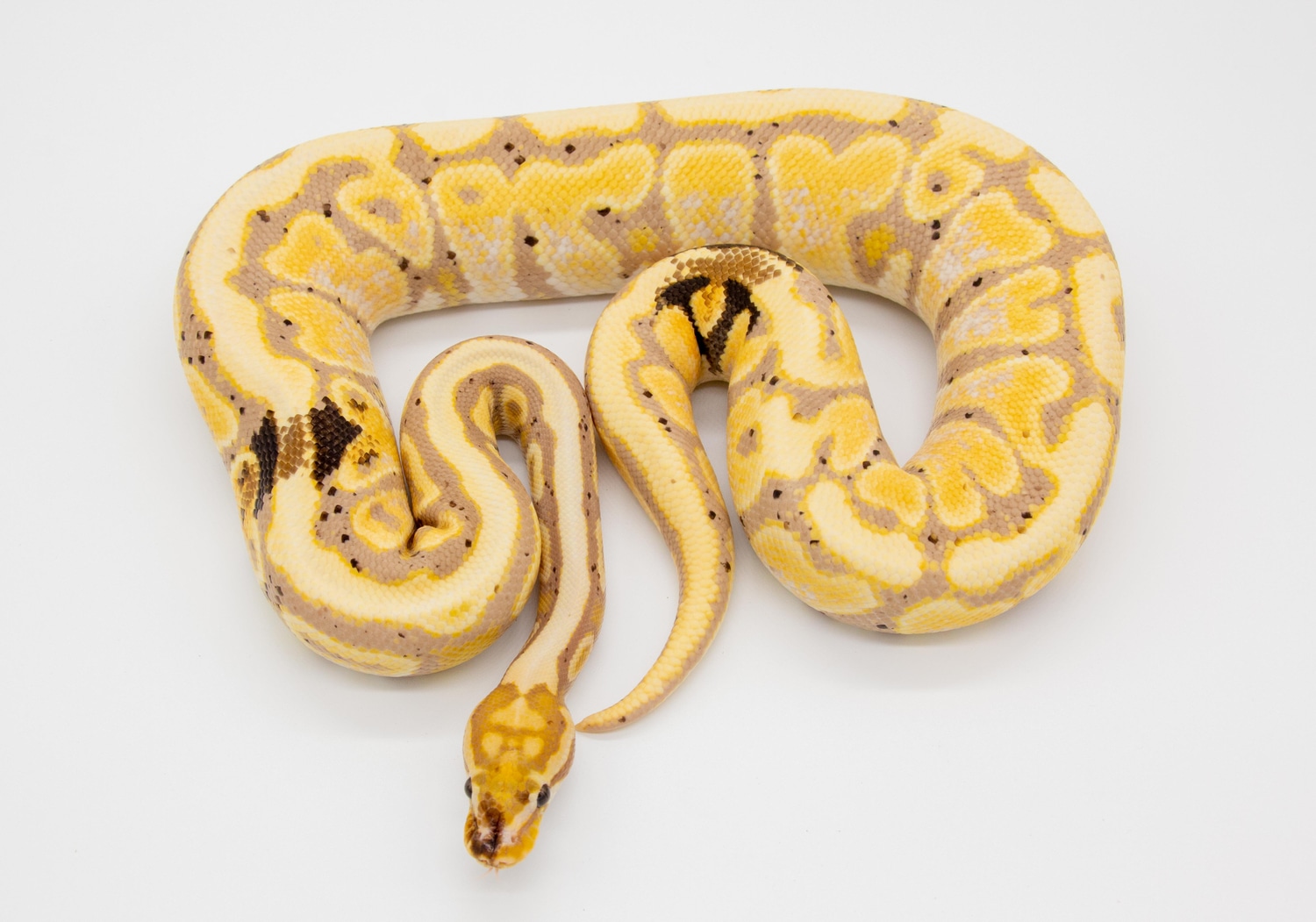 Paradox Spotnose Banana (Female Maker)Het Clown Ball Python by Bradford ...