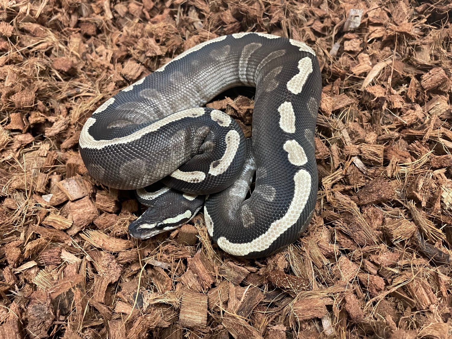 Leopard Mojave GHI (Probable Red Stripe) Het Clown Ball Python by ...