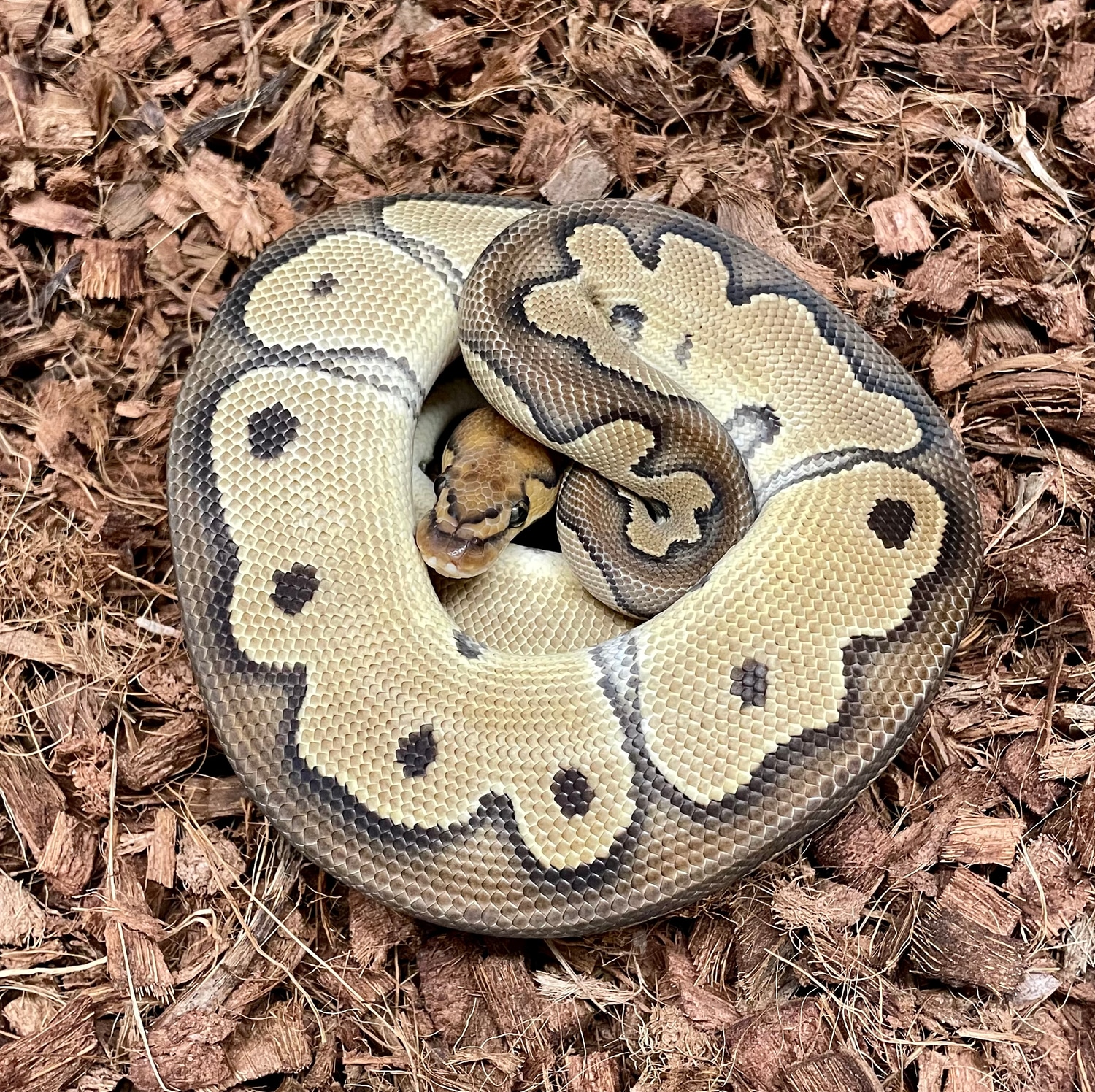 *Proven* Chocolate Clown Male Ball Python by Bradford Cole - MorphMarket