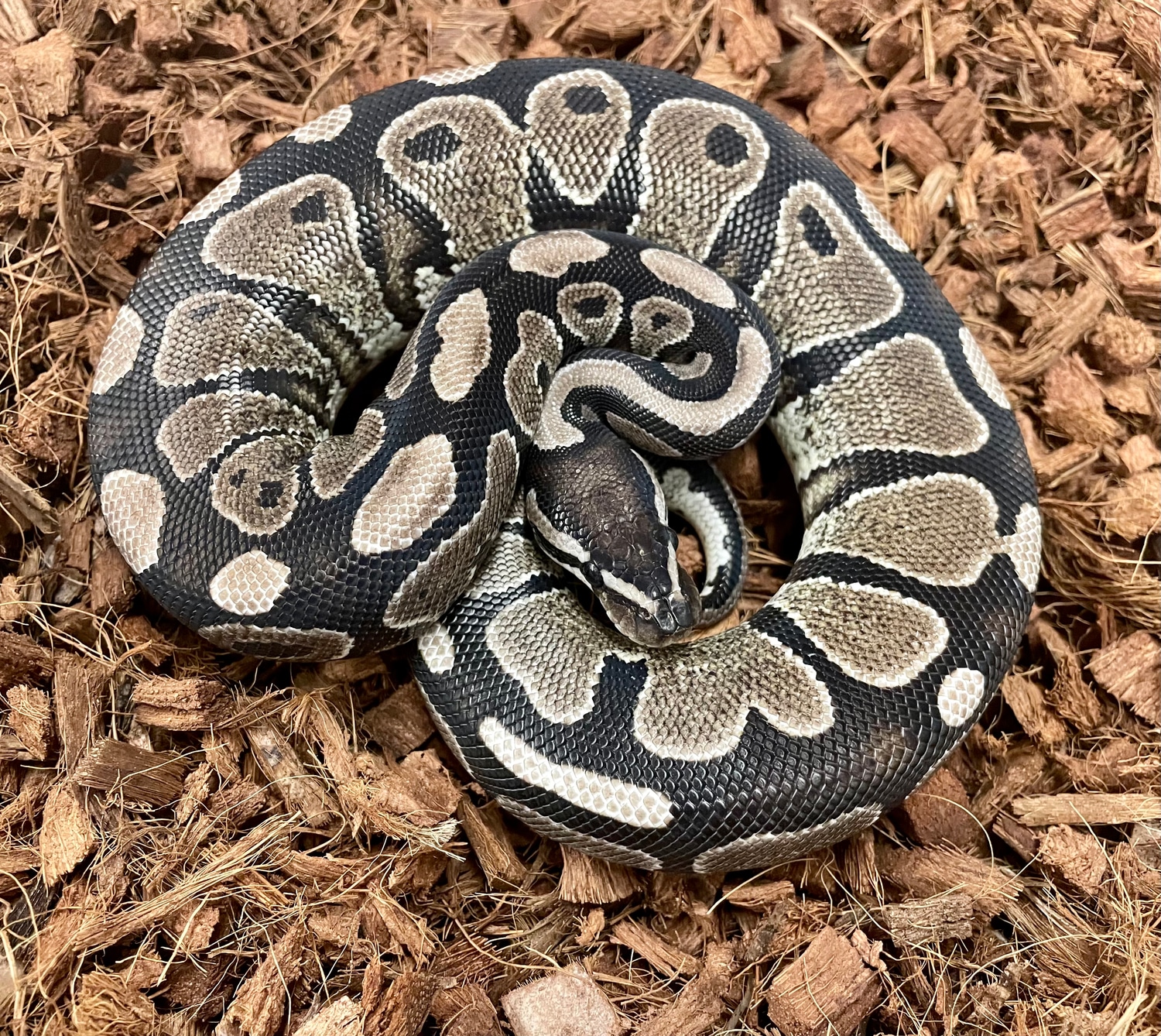 VPI Axanthic YB Het Genetic Stripe Ball Python by Bradford Cole ...