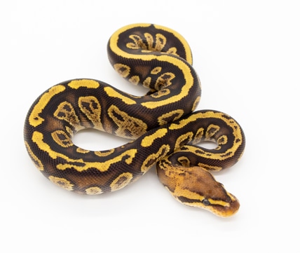 Chocolate Yellow Belly Clown Ball Python by Bradford Cole - MorphMarket