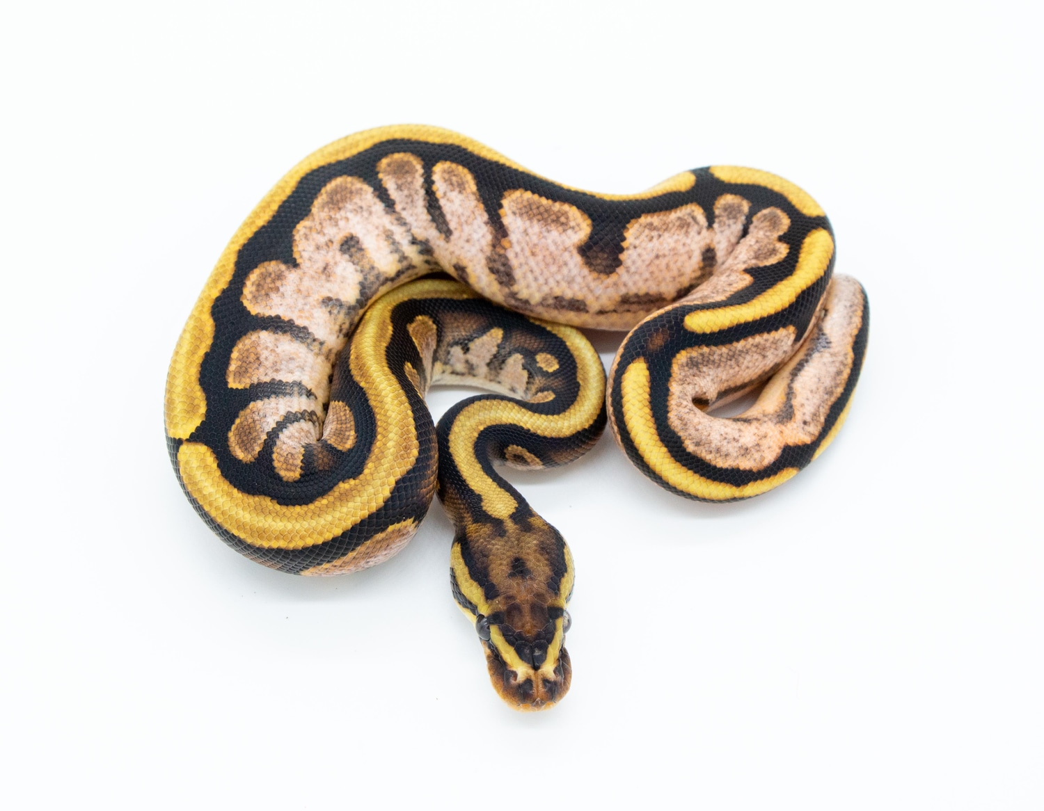 Calico 66% Pied Pos Spotnose Ball Python by Bradford Cole - MorphMarket