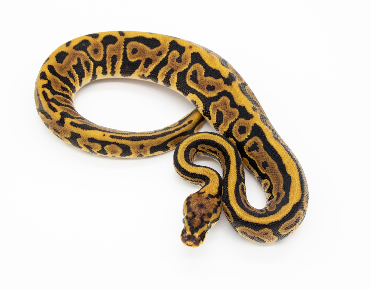 Leopard Spotnose 66% Pied Ball Python by Bradford Cole - MorphMarket