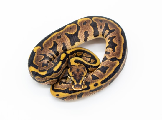 Calico Leopard Spotnose 66% Pied Ball Python by Bradford Cole