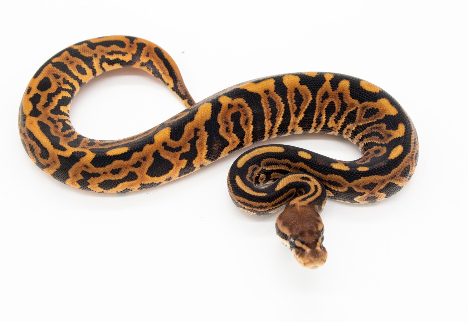 Calico Black Pastel Leopard Spotnose 66% Pied Ball Python by Bradford ...