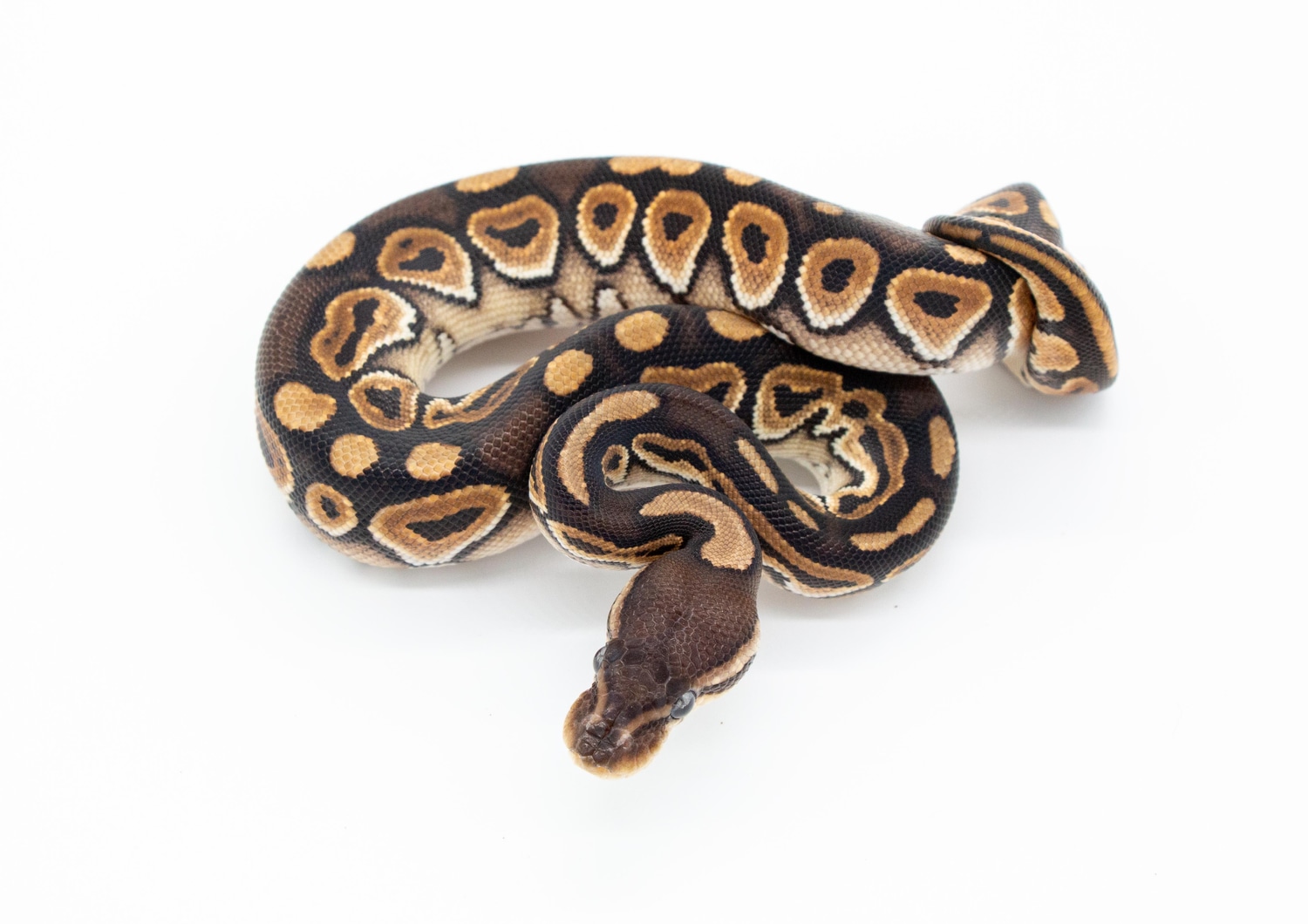 Cinnamon Orange Dream Het Clown Ball Python by Bradford Cole - MorphMarket