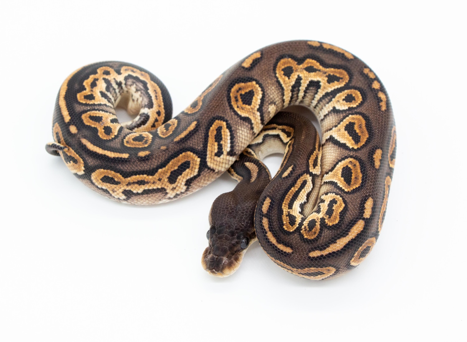 Blackhead Cinnamon OD Het Clown Pos Phantom Ball Python by Bradford ...