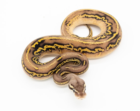 Blackhead Phantom Pastel OD Het Clown Possible Leopard Ball Python by ...