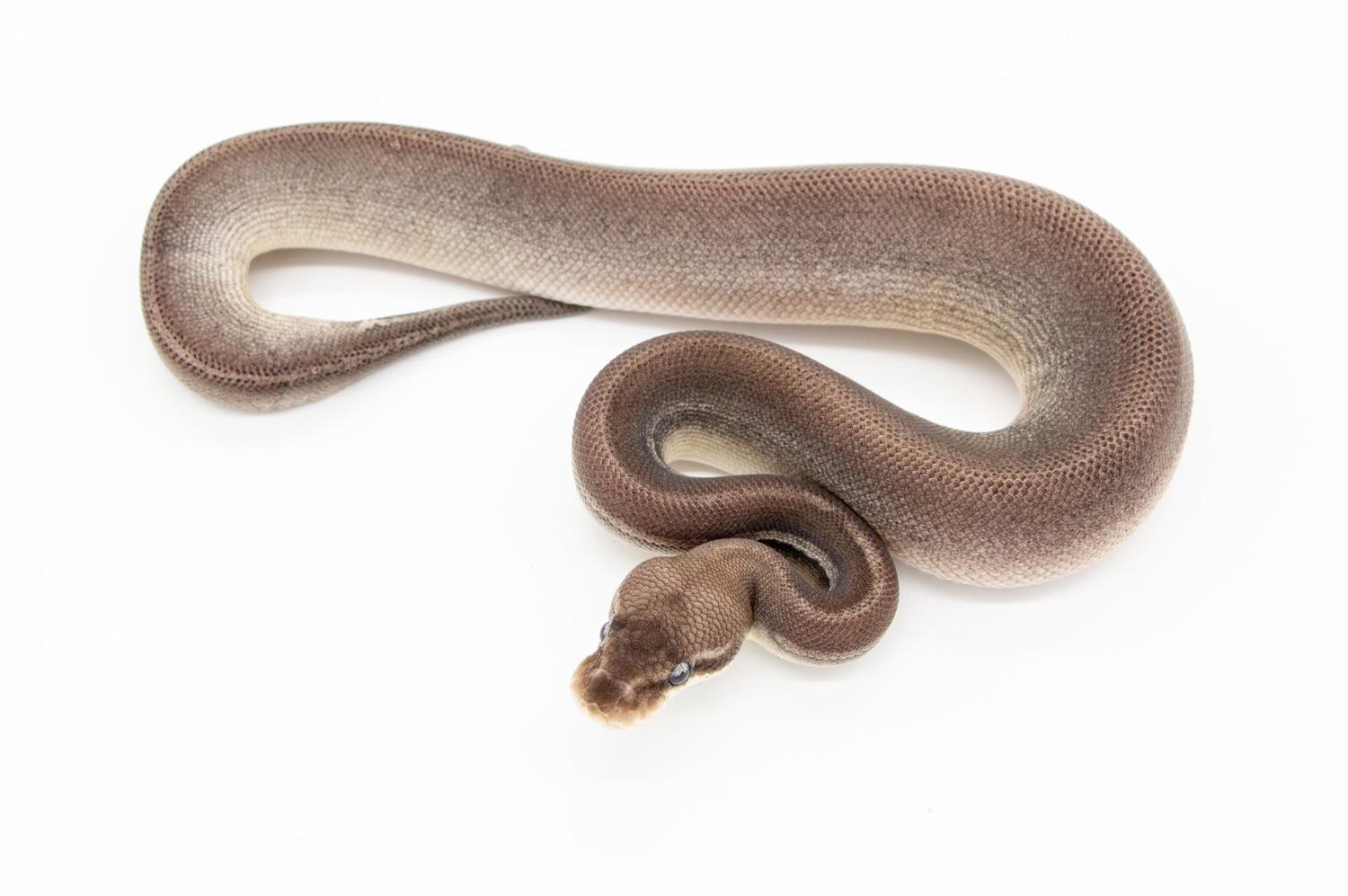 Black Head Pewter Phantom Leopard Het Clown Pos Orange Dream Ball ...