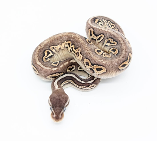 Blackhead Cinnamon Pastel Het Clown Pos Orange Dream Ball Python by ...