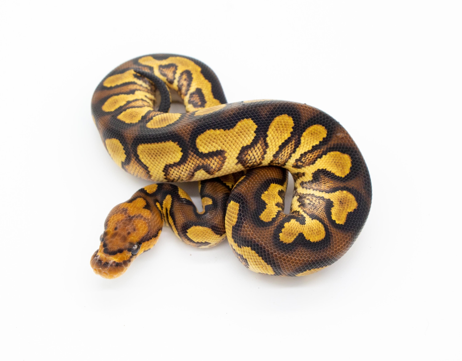 Chocolate Yellow Belly Clown Ball Python by Bradford Cole - MorphMarket