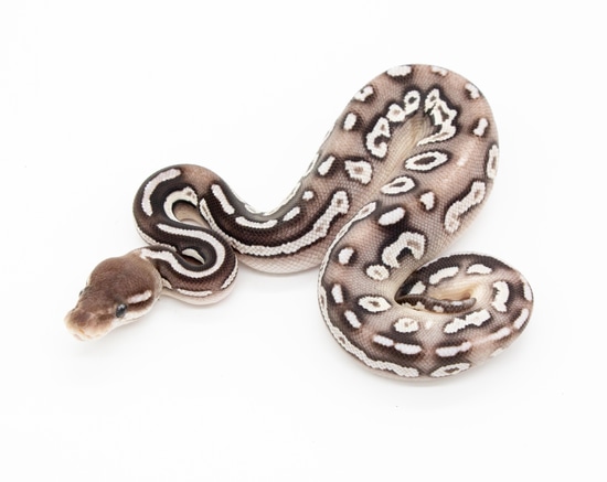 Black Head Mojave Pastel VPI Axanthic Ball Python by Bradford Cole