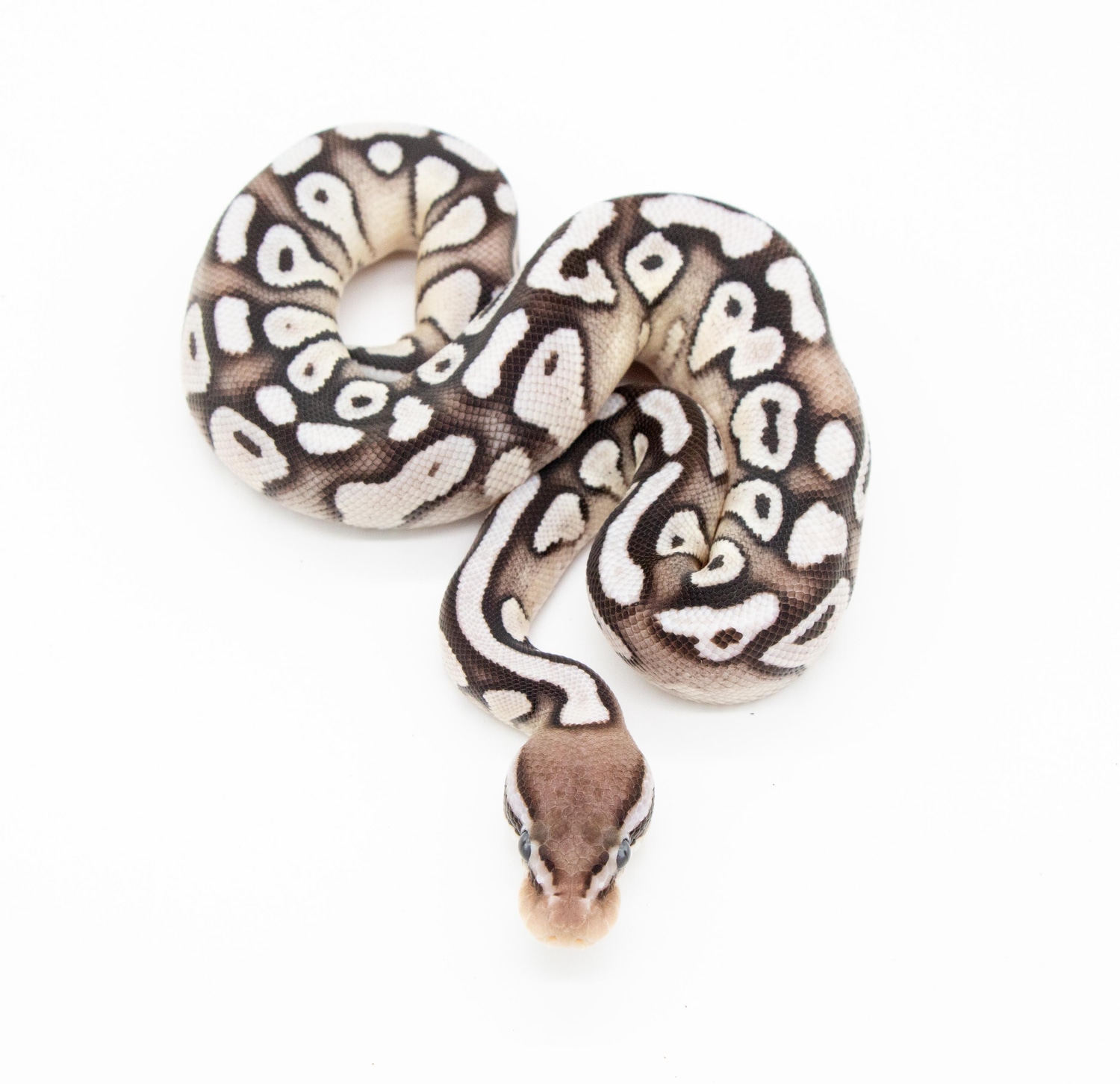 Mojave Pastel VPI Axanthic 50% Clown Ball Python by Bradford Cole ...