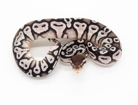Black Head Pastel VPI Axanthic Ball Python by Bradford Cole
