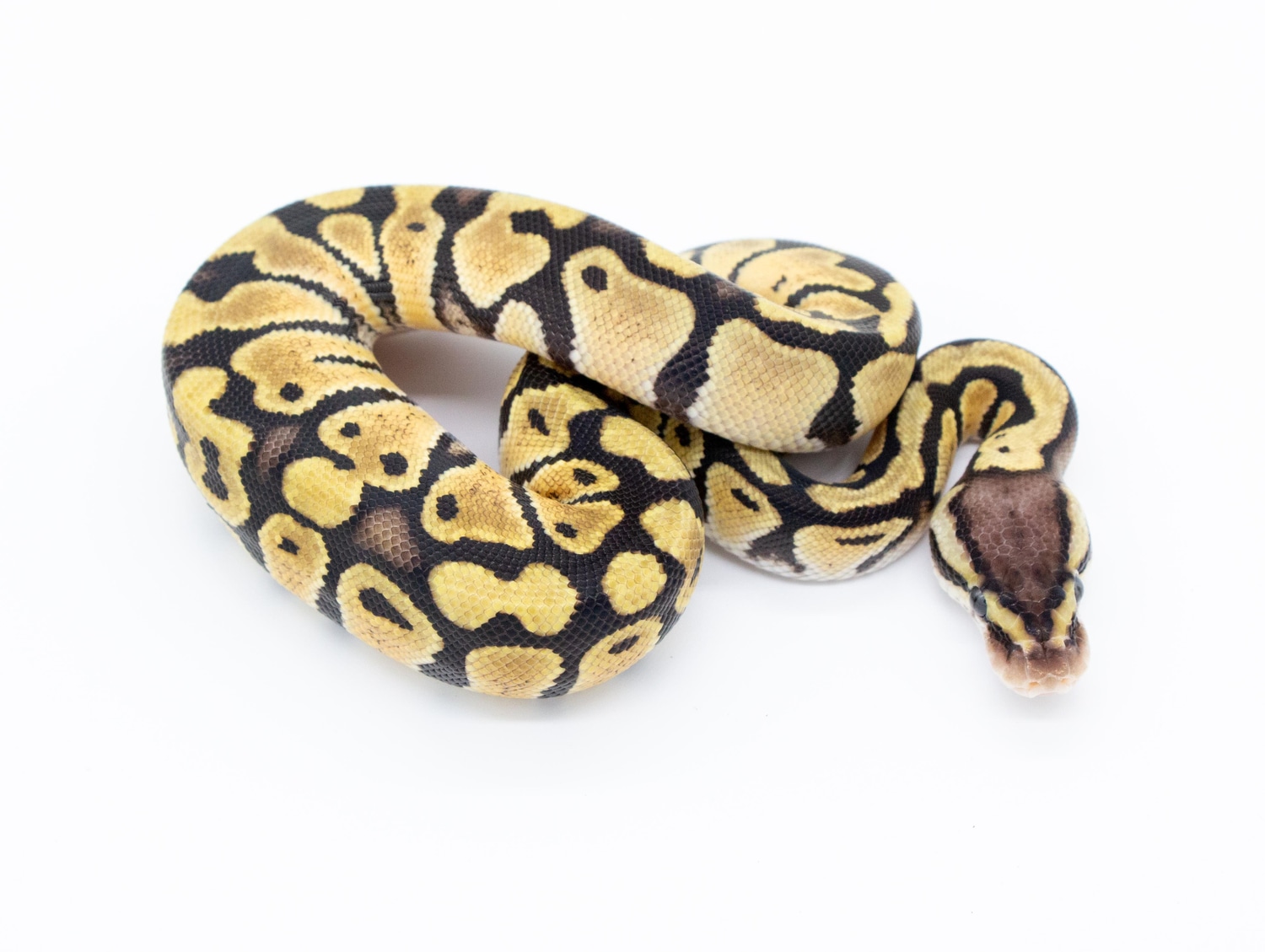 Pastel Het VPI Axanthic 50% Clown Pos Black Head Ball Python by ...