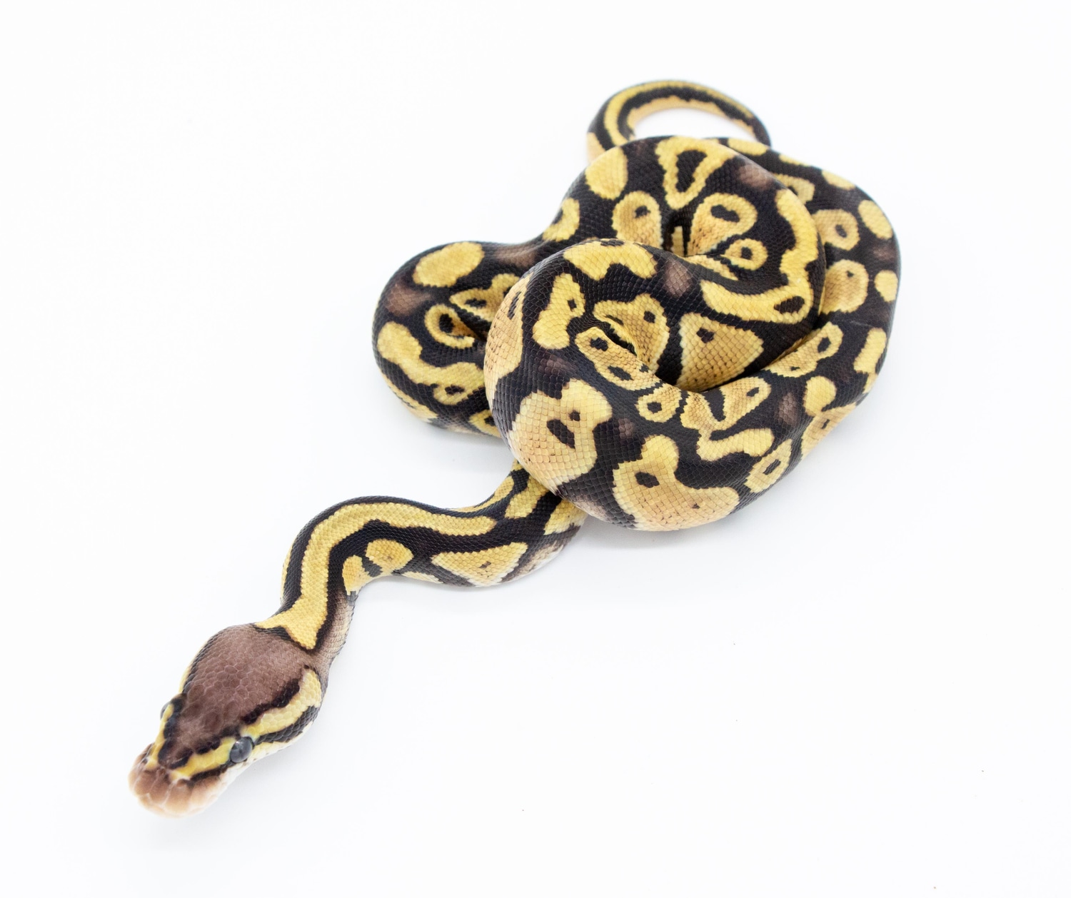 Pastel Het VPI Axanthic 50% Clown Pos Black Head Ball Python by ...