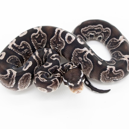 GHI VPI Axanthic Ball Python by Bradford Cole - MorphMarket
