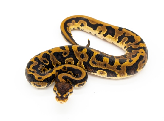 Leopard Het Clown 66% Pied Ball Python by Bradford Cole