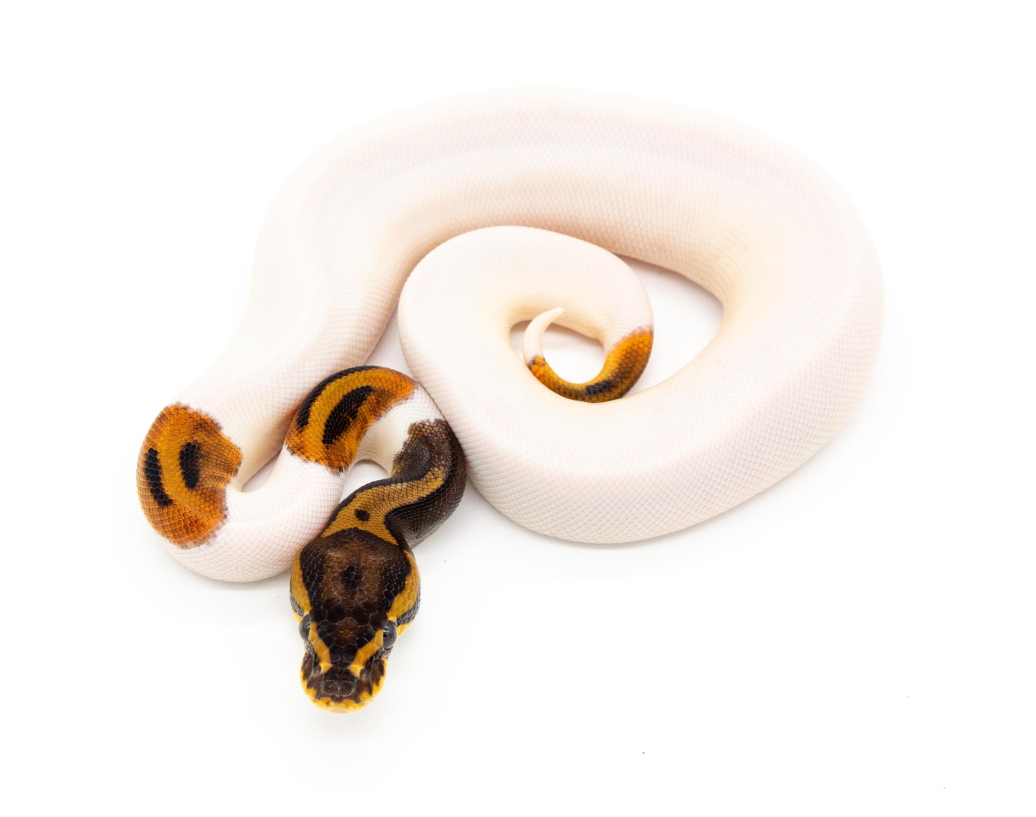 Leopard Pied Het Clown Ball Python by Bradford Cole - MorphMarket
