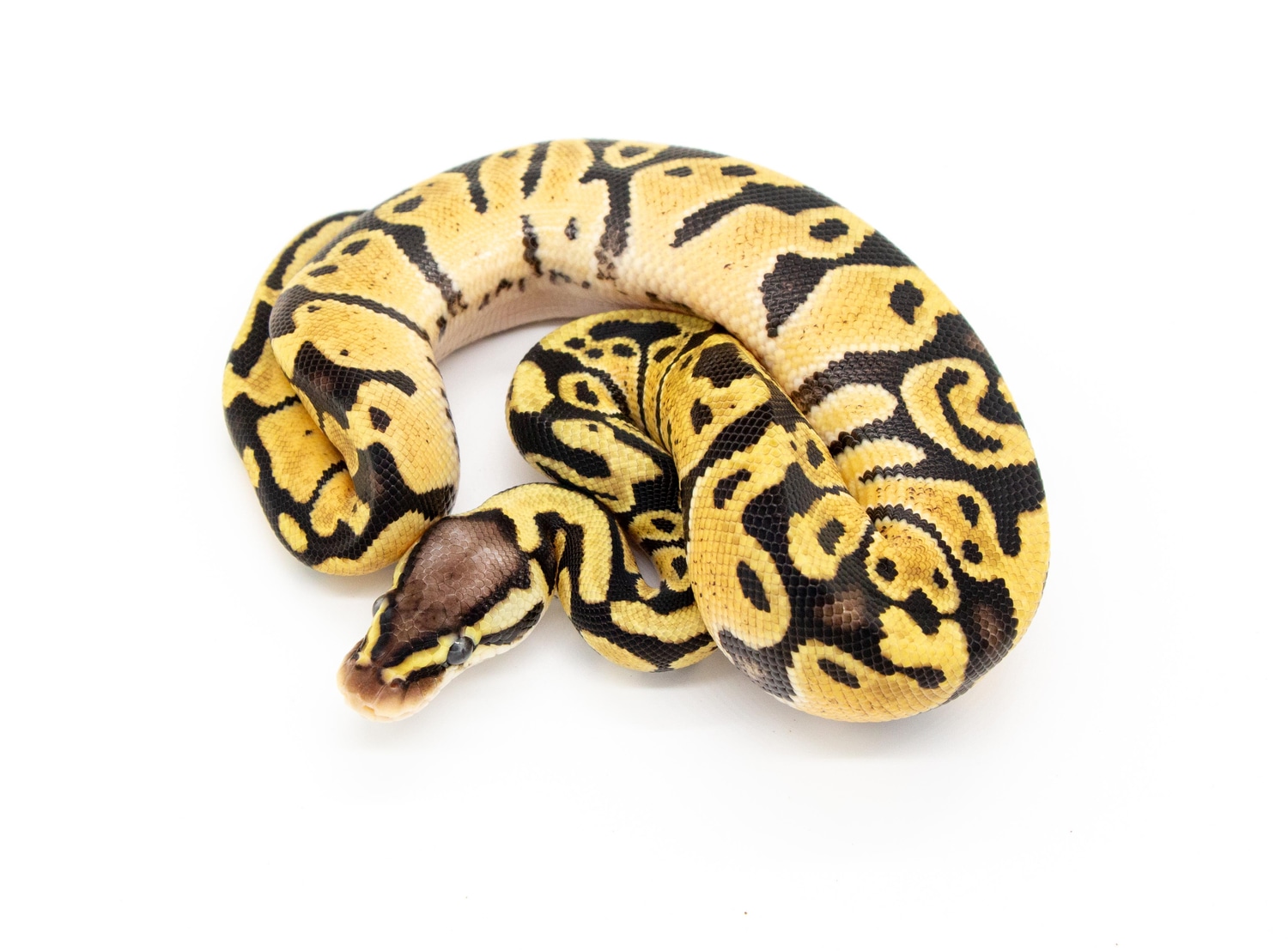 Pastel Het Clown Het Axanthic 50% Genetic Stripe Ball Python by ...