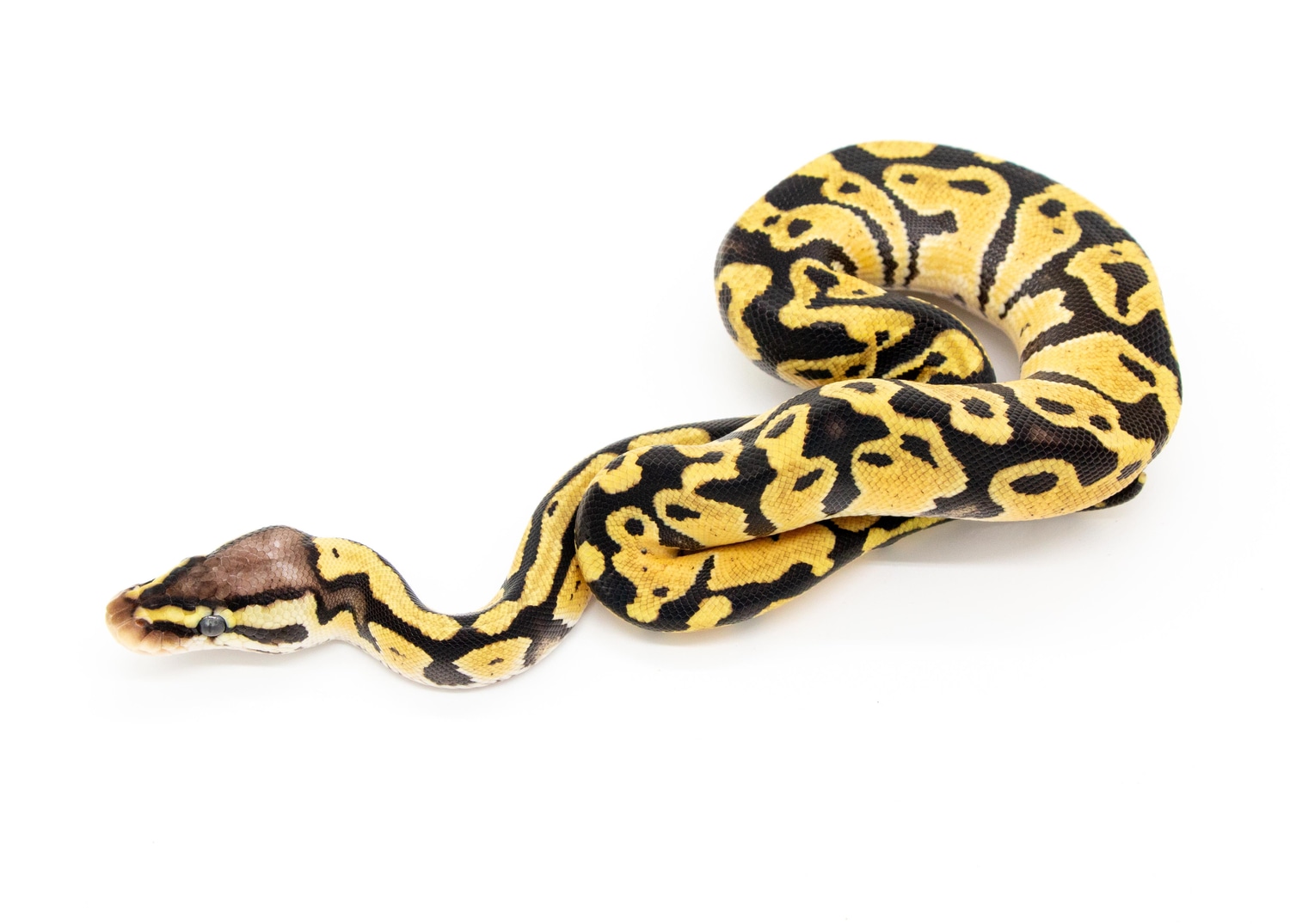 Pastel Het Clown Het Axanthic 50% Genetic Stripe Ball Python by ...