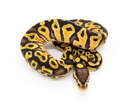 Chocolate Yellow Belly Clown Ball Python by Bradford Cole - MorphMarket