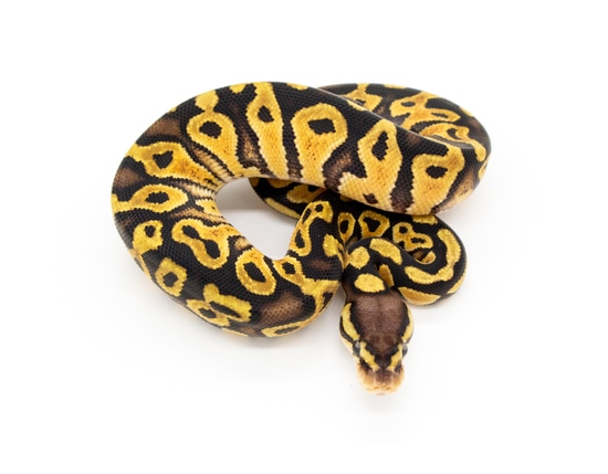 Pastel Chocolate Het Puzzle 66% Clown Ball Python by Bradford Cole