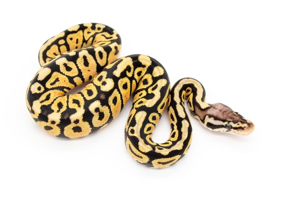 Pastel Spotnose Het Puzzle 66% Clown Ball Python by Bradford Cole
