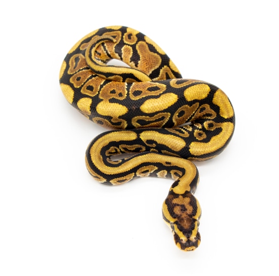 Spotnose Het Puzzle 66% Clown Ball Python by Bradford Cole