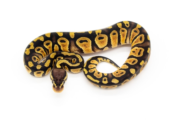 Pastel Chocolate Het Puzzle 66% Clown Ball Python by Bradford Cole