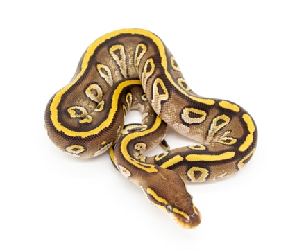Super Pastel Black Head Clown 66% VPI Axanthic Ball Python by Bradford ...