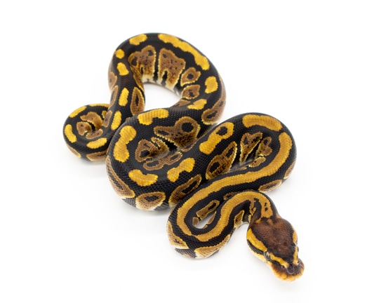 Mosaic Het Clown Ball Python by Bradford Cole