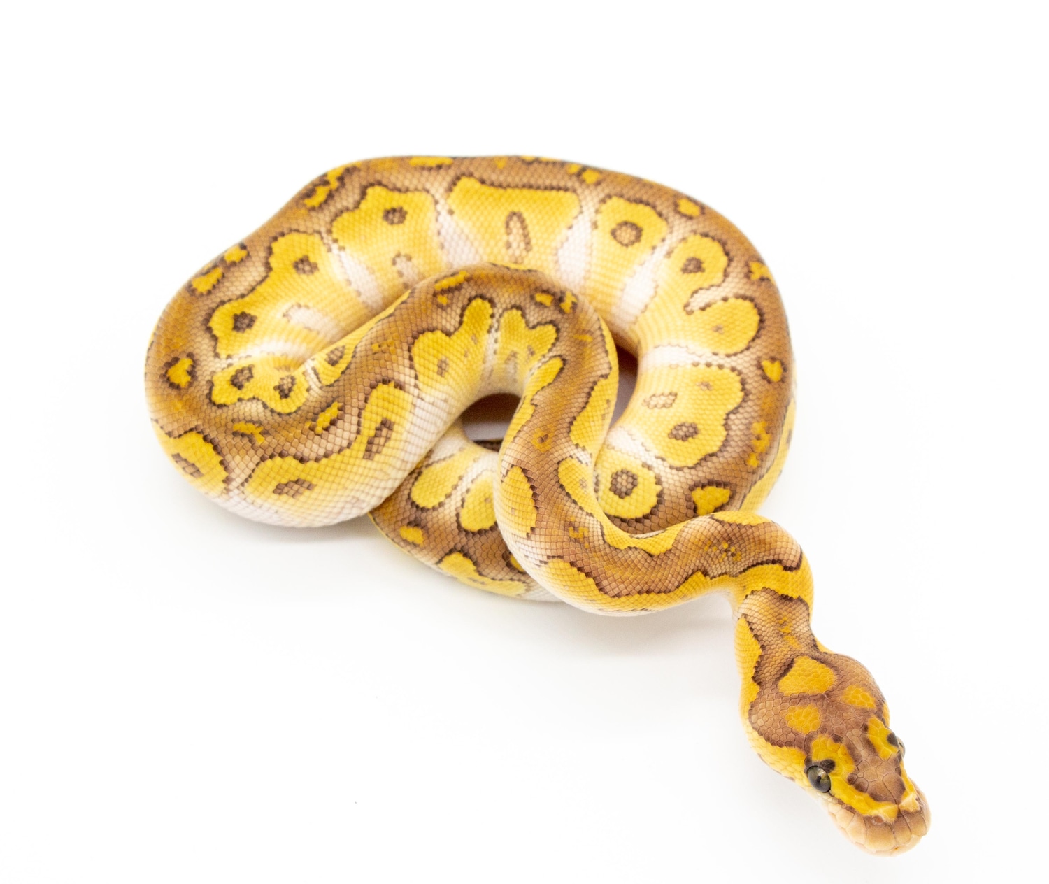 Lesser Clown Ball Python by Bradford Cole - MorphMarket
