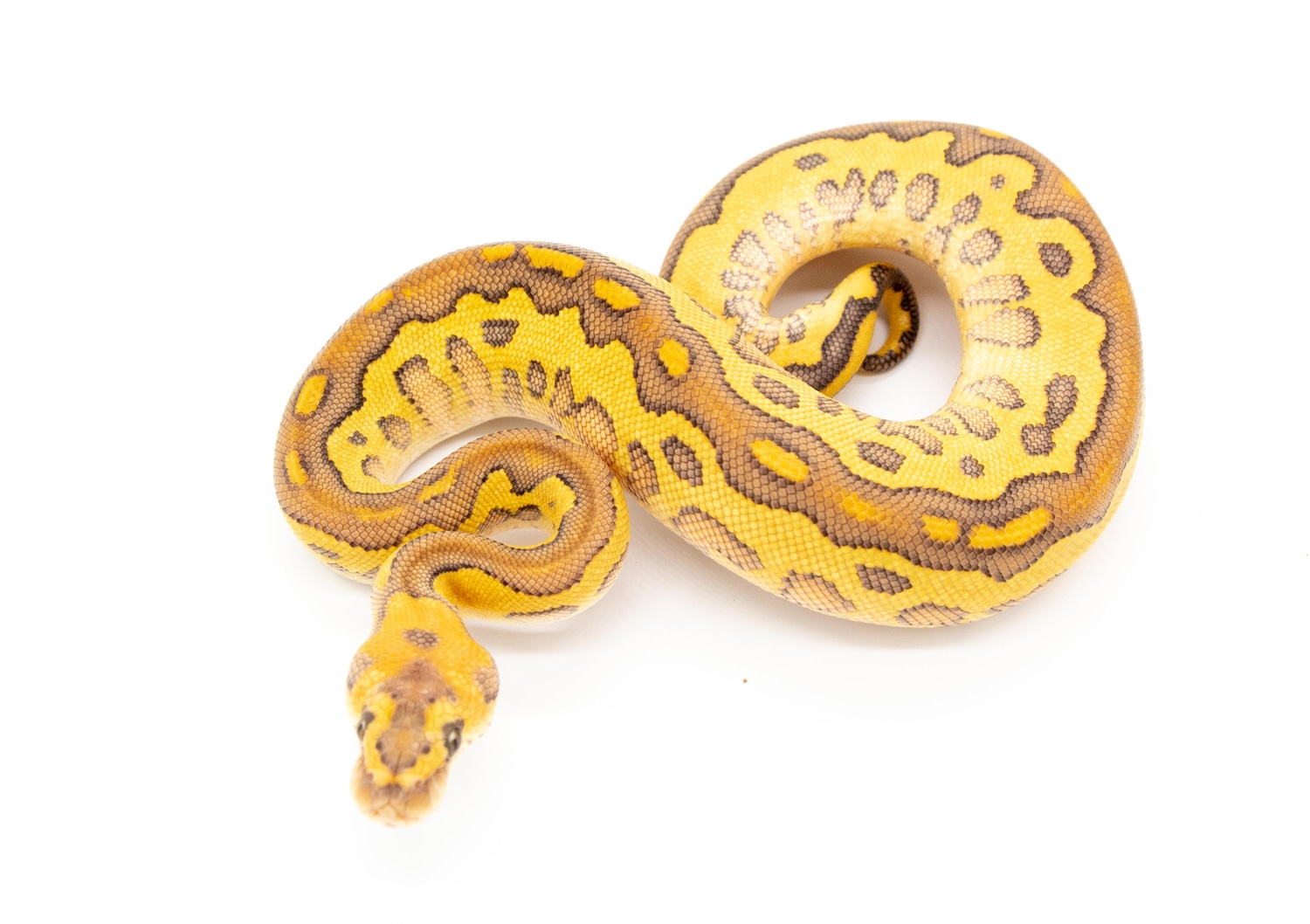 Lesser Leopard Clown Ball Python by Bradford Cole - MorphMarket