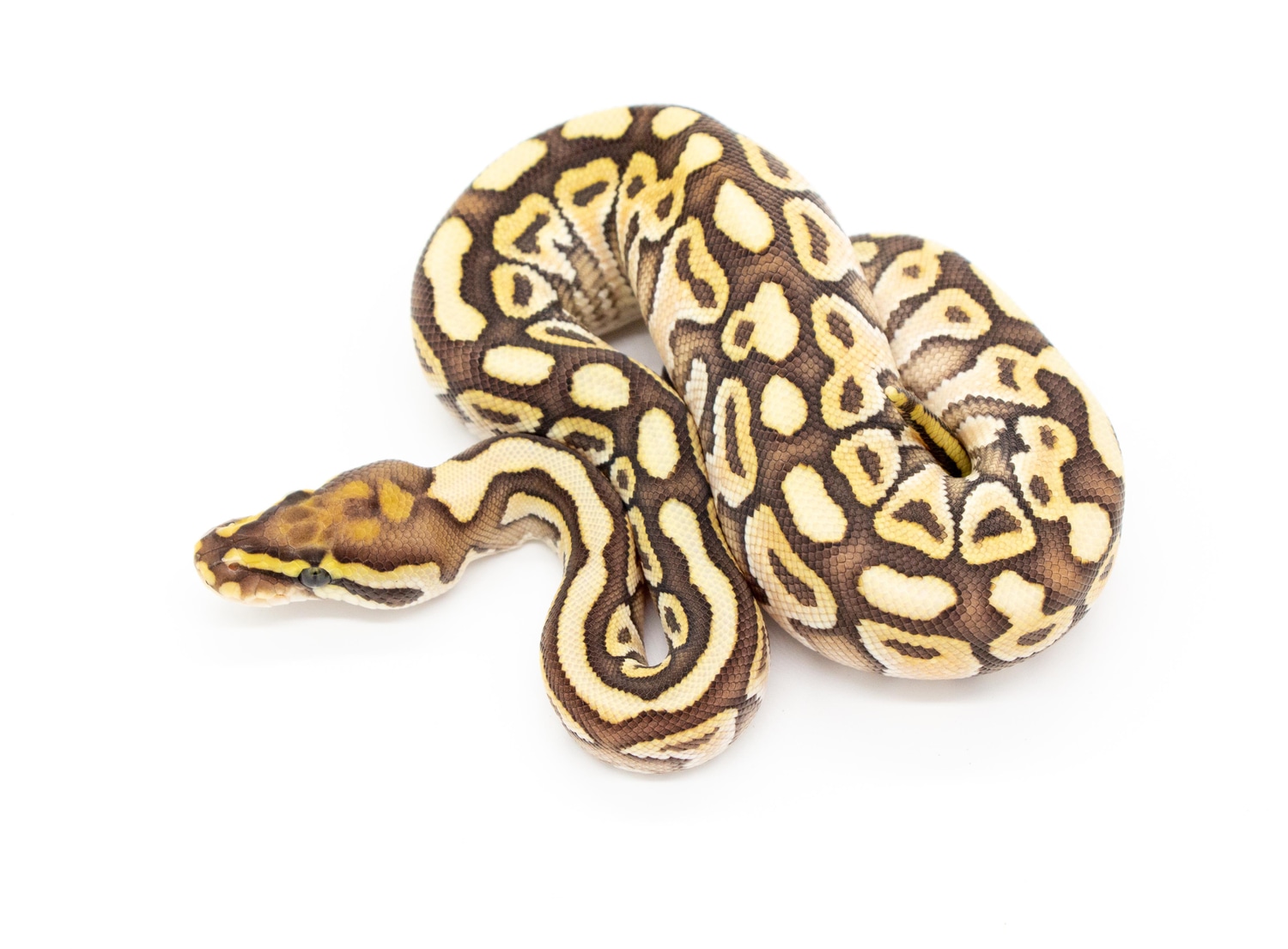 Lesser Spotnose Het Clown Ball Python by Bradford Cole - MorphMarket