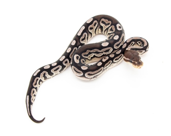 Axanthic Cinnamon Het Clown Ball Python by Bradford Cole