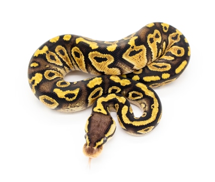 Chocolate Red Stripe Clown Ball Python by Bradford Cole - MorphMarket