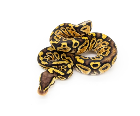 Pastel Chocolate Het Clown Ball Python by Bradford Cole