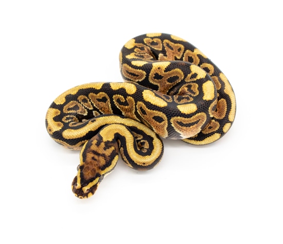 Spotnose Red Stripe Het Clown Ball Python by Bradford Cole