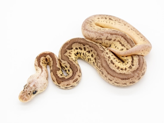 Pewter Fire Spotnose Leopard Clown Ball Python by Bradford Cole