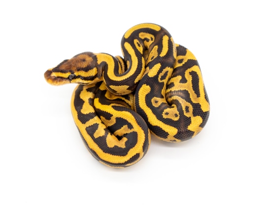Fire Leopard Het Clown Ball Python by Bradford Cole